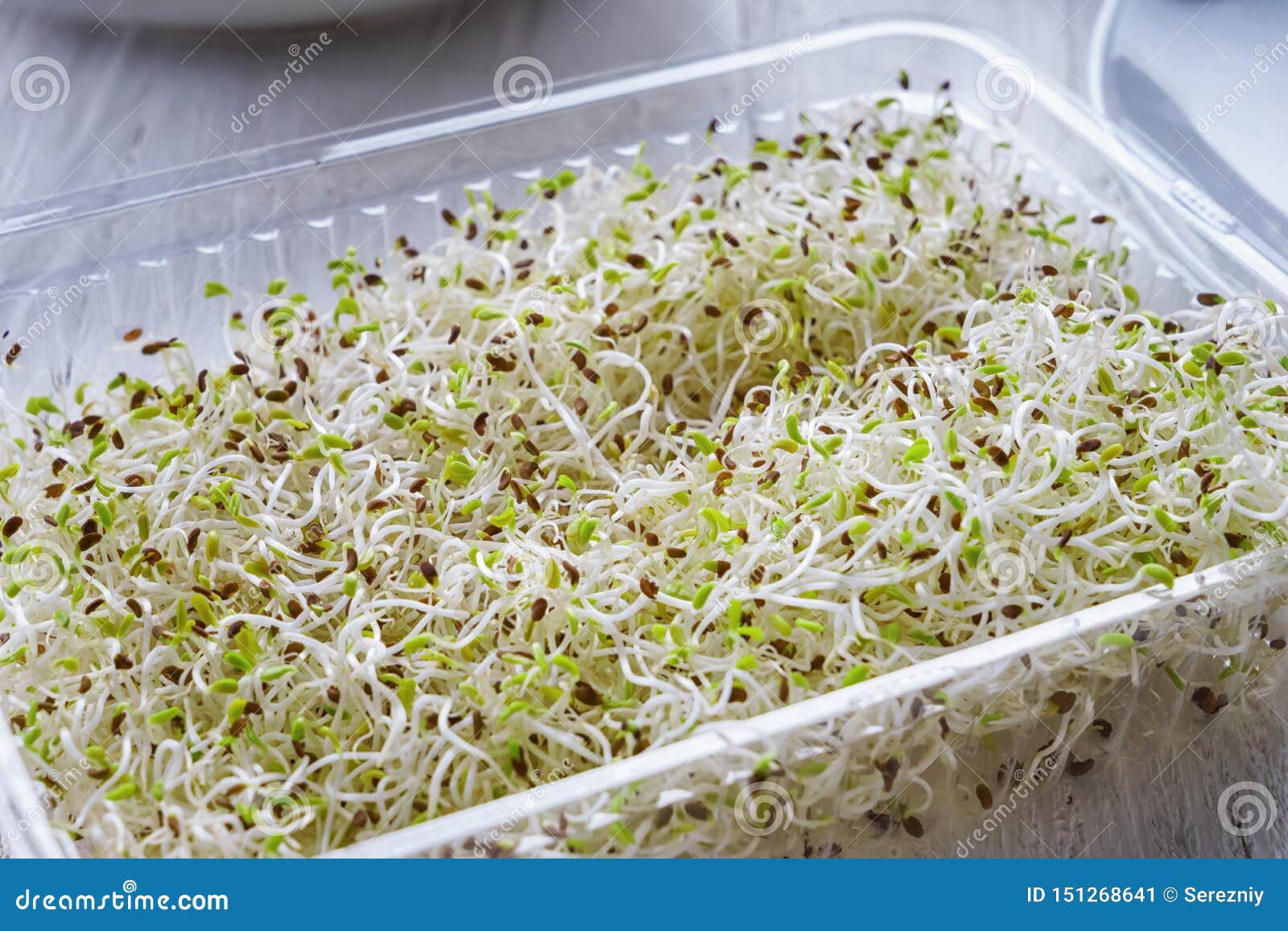 Sprouts in Plastic Container Stock Image - Image of fresh, soya: 151268641
