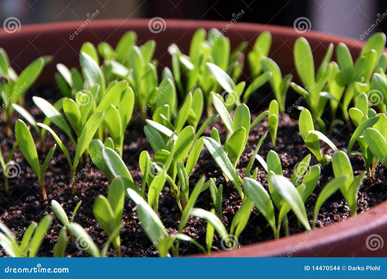 Sprouts of Pot Marigold stock photo. Image of herb, marigold - 14470544