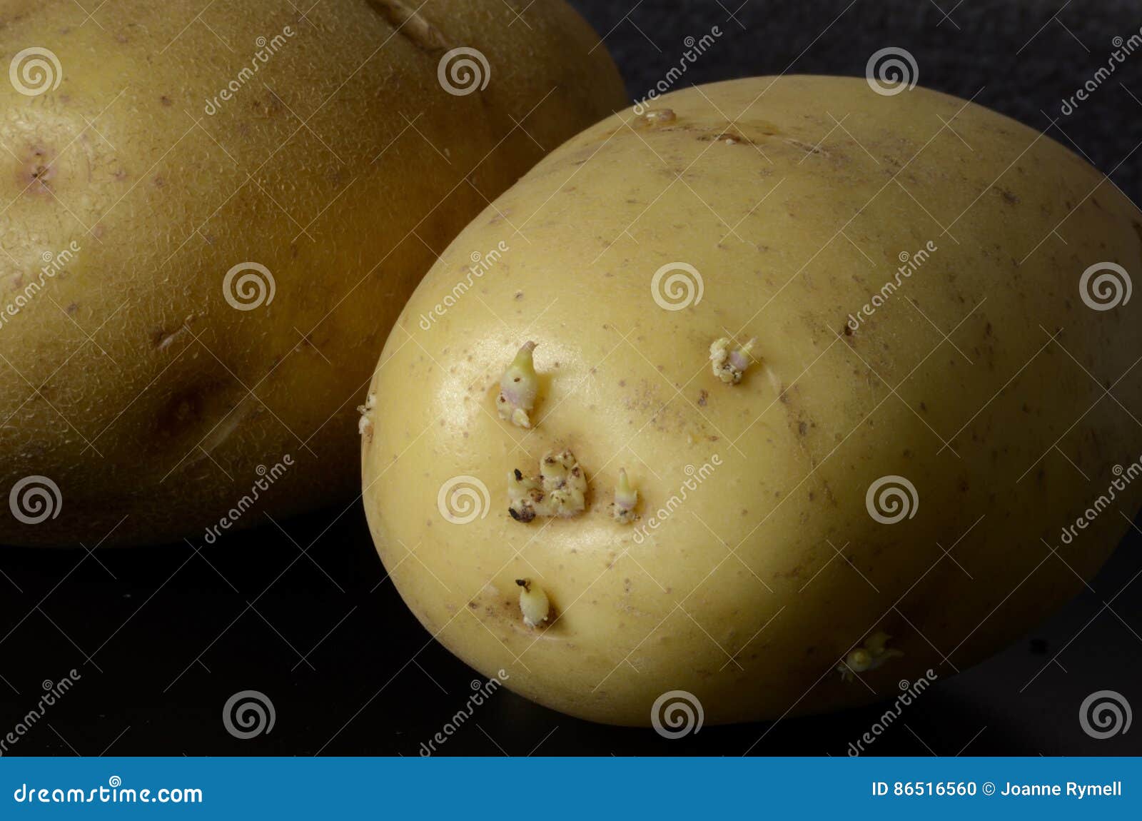 Sprouts on Potatoes stock photo. Image of potatoes, food - 86516560