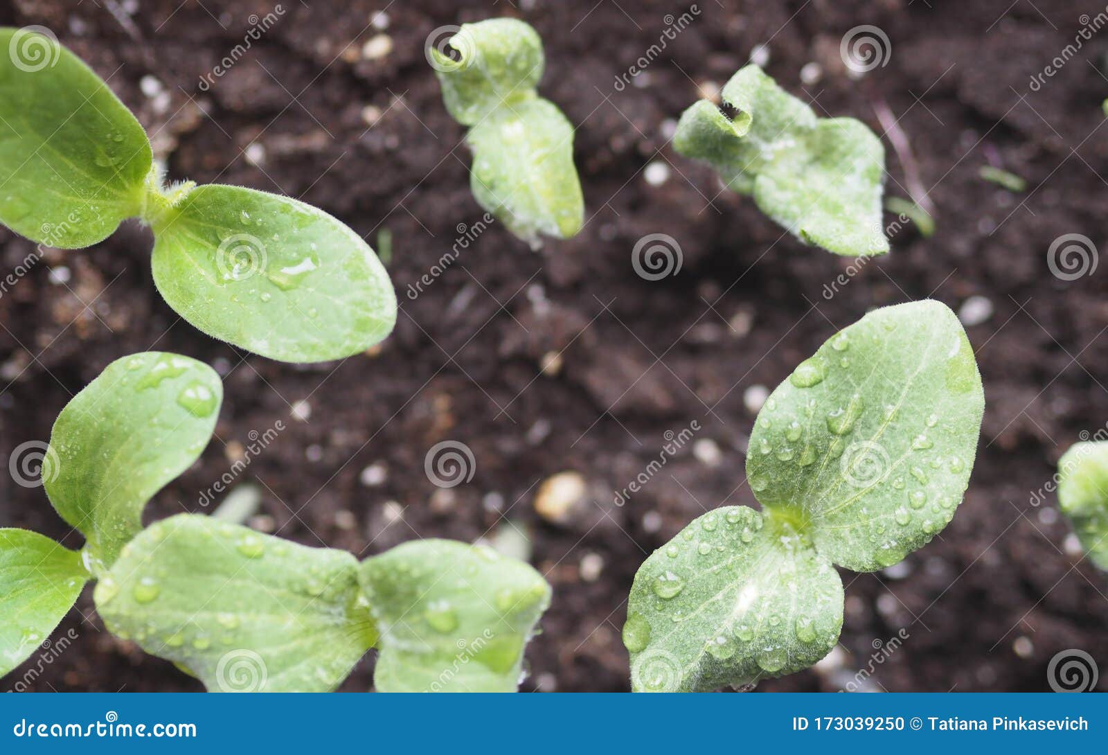 Sprouts of Pumpkin Seeds in Spring. Green Sprouts from the Soil Stock ...