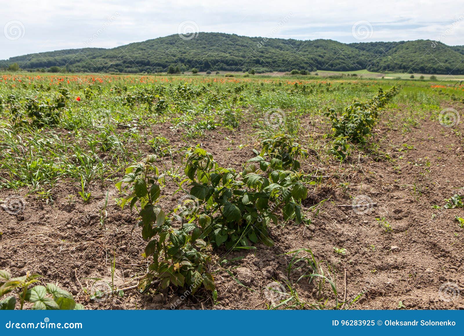 Sprouts of Raspberry in the Field Stock Image - Image of antioxidant ...