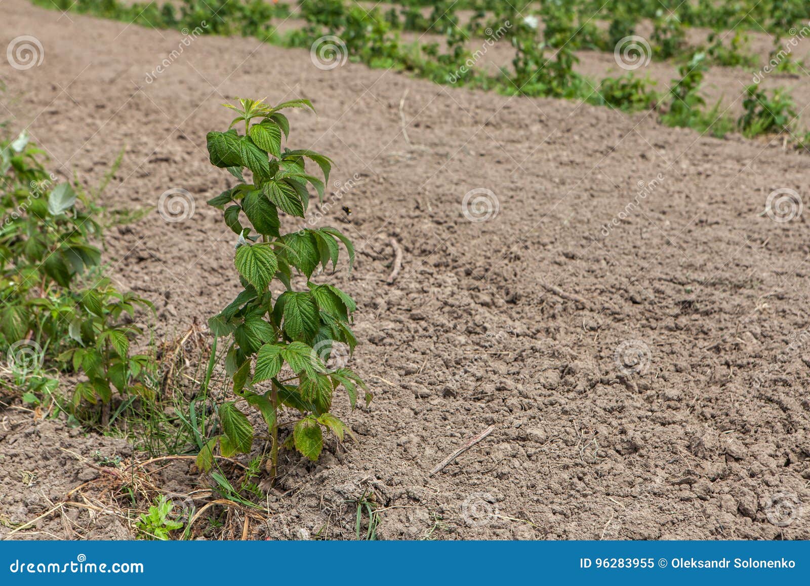 Sprouts of Raspberry in the Field Stock Image - Image of dessert ...
