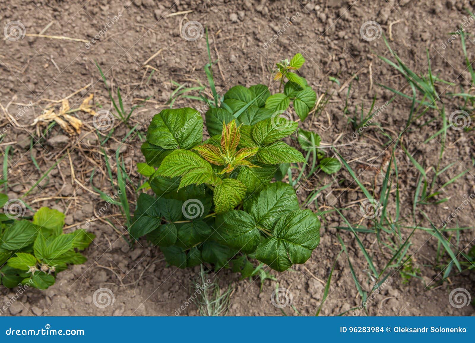 Sprouts of Raspberry in the Field Stock Photo - Image of berry, juicy ...