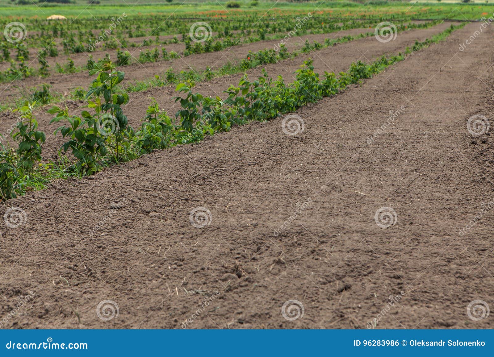 Sprouts of Raspberry in the Field Stock Photo - Image of fresh, berries ...
