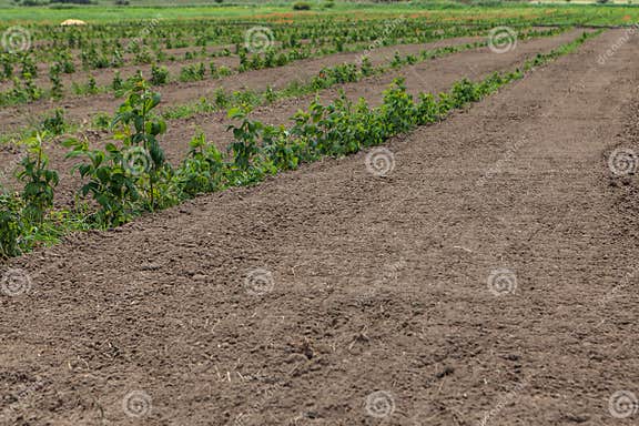 Sprouts of Raspberry in the Field Stock Photo - Image of fresh, berries ...