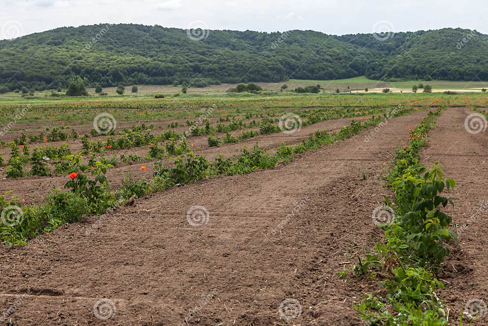 Sprouts of Raspberry in the Field Stock Image - Image of harvest, food ...