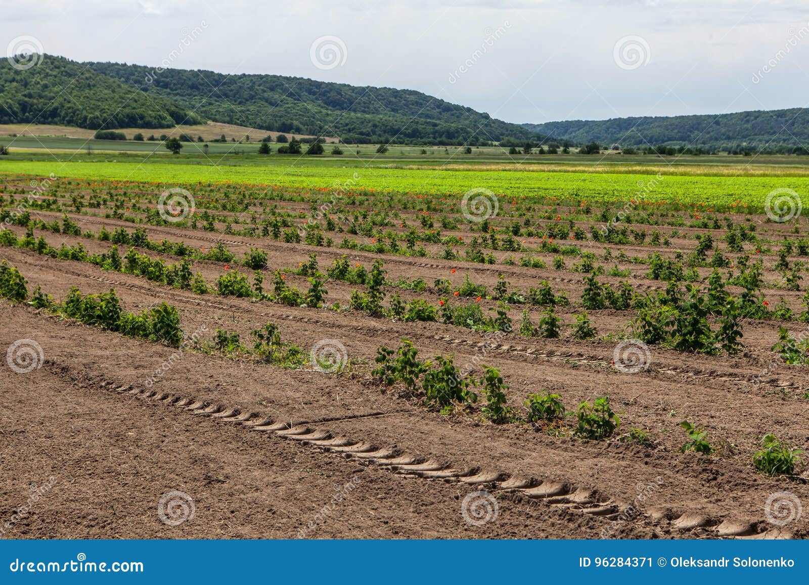 Sprouts of Raspberry in the Field Stock Image - Image of fresh, farmer ...