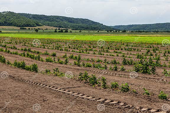 Sprouts of Raspberry in the Field Stock Image - Image of fresh, farmer ...