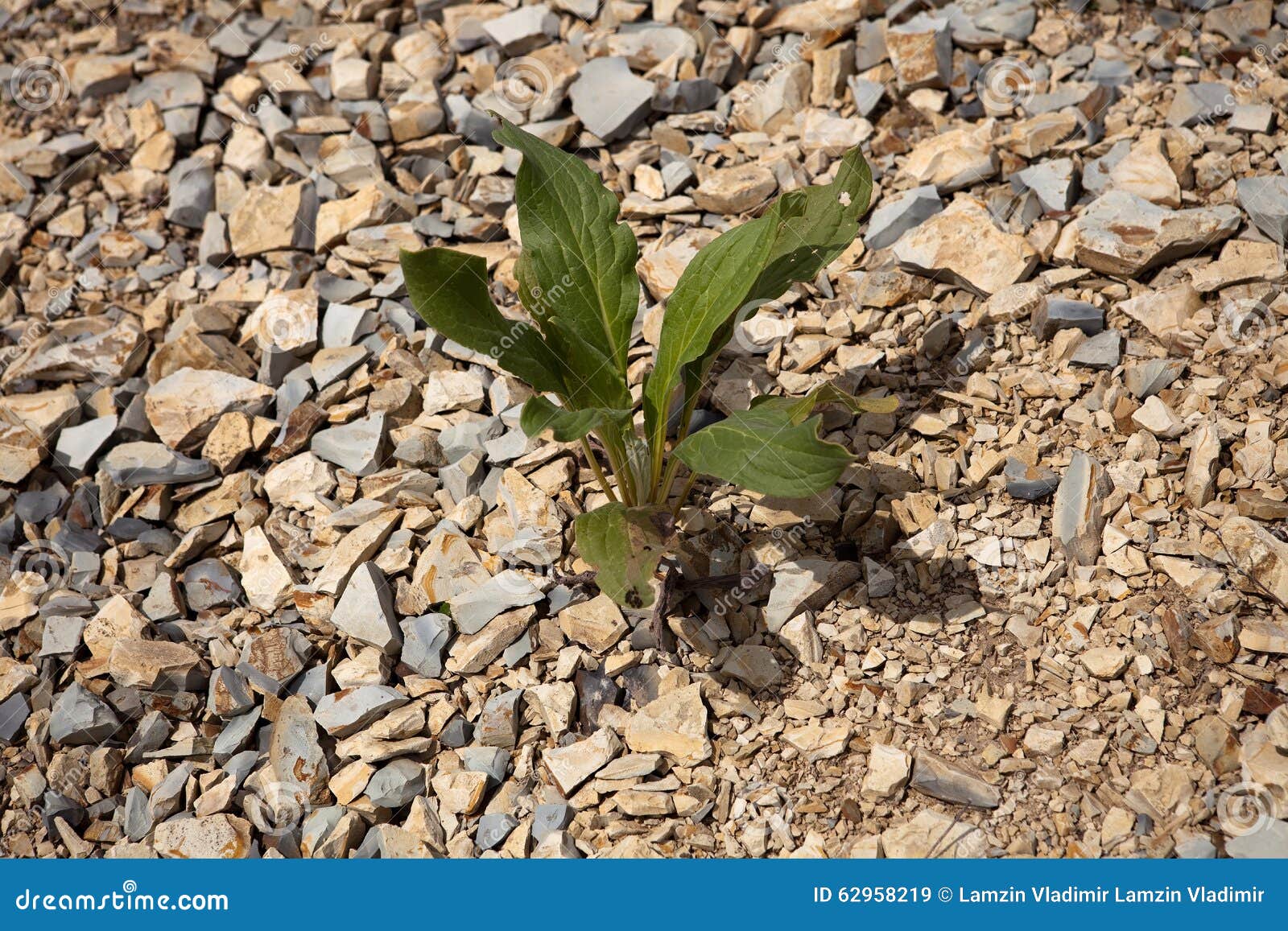 Sprouts on the rocks stock image. Image of gravel, green - 62958219