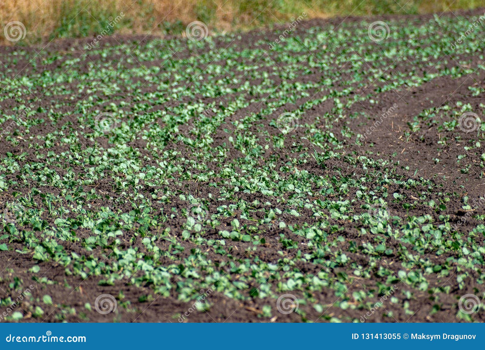 Sprouts in Rows on the Field in Summer Stock Image - Image of growing ...