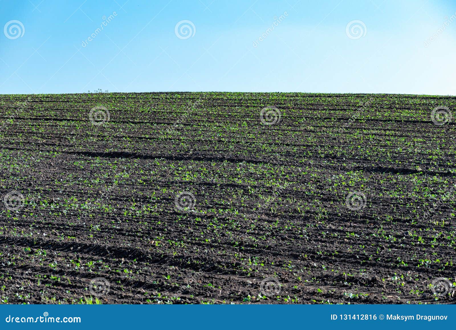 Sprouts in Rows on the Field in Summer Stock Photo - Image of healthy ...