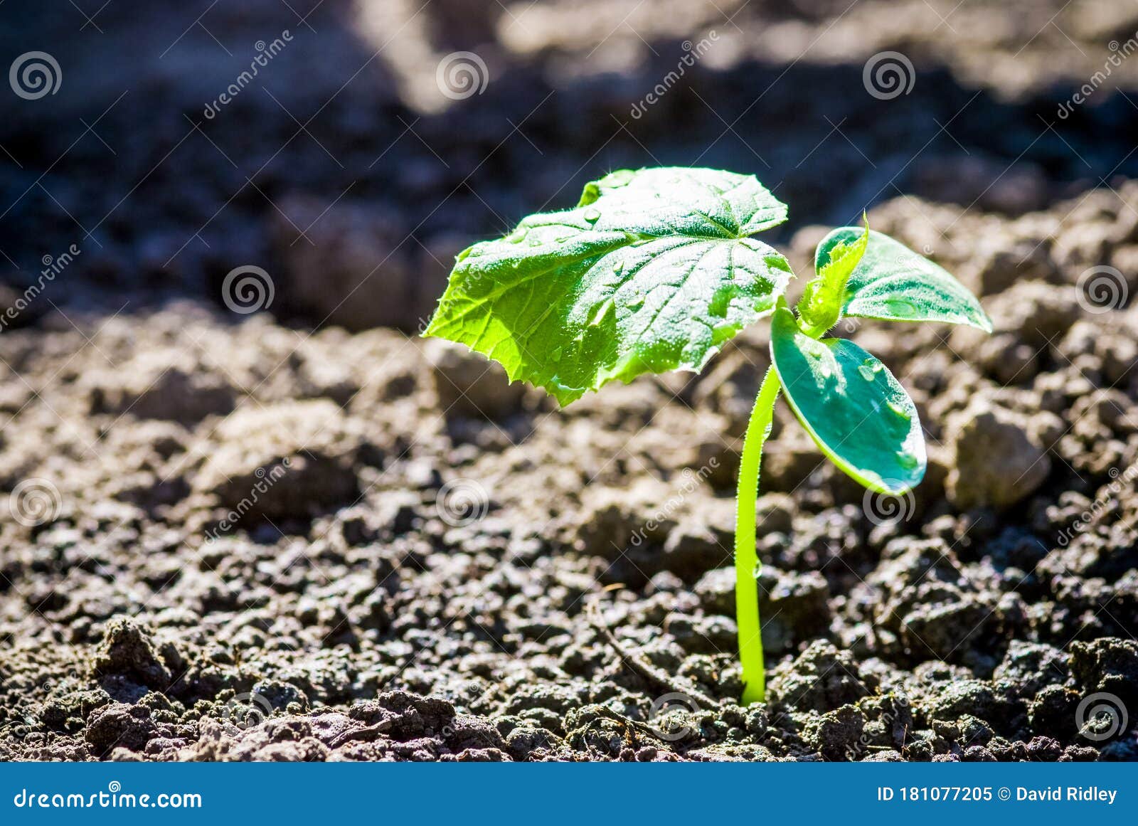 Sprouts of Runner Bean Plant in Early Spring in Allotment UK Stock ...