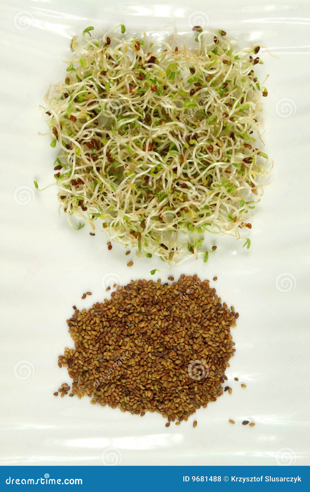 Sprouts and seeds stock photo. Image of seed, healthy - 9681488