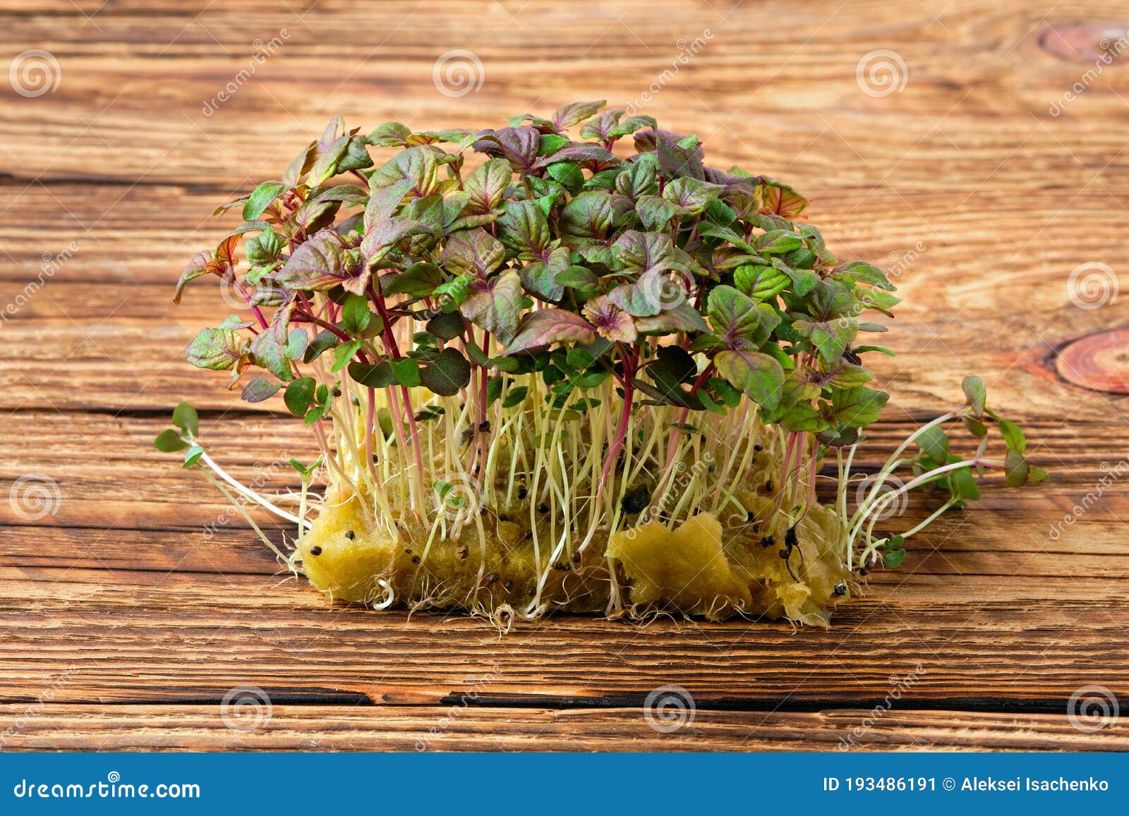 Sprouts of Shiso on Wooden Background Stock Image - Image of health ...