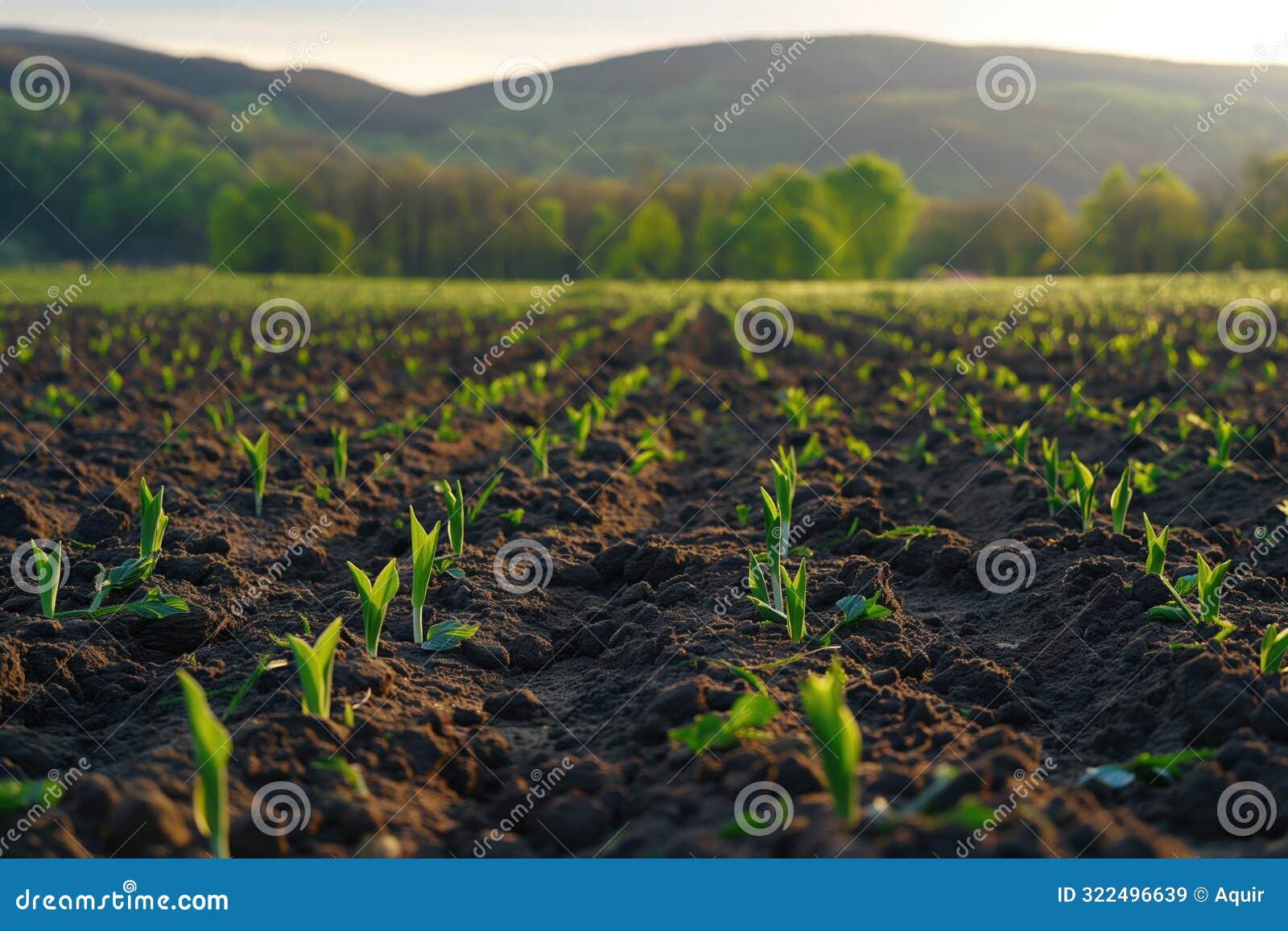 Sprouts in the Spring Field. Agriculture Banner. Sprouting Seeds from a ...