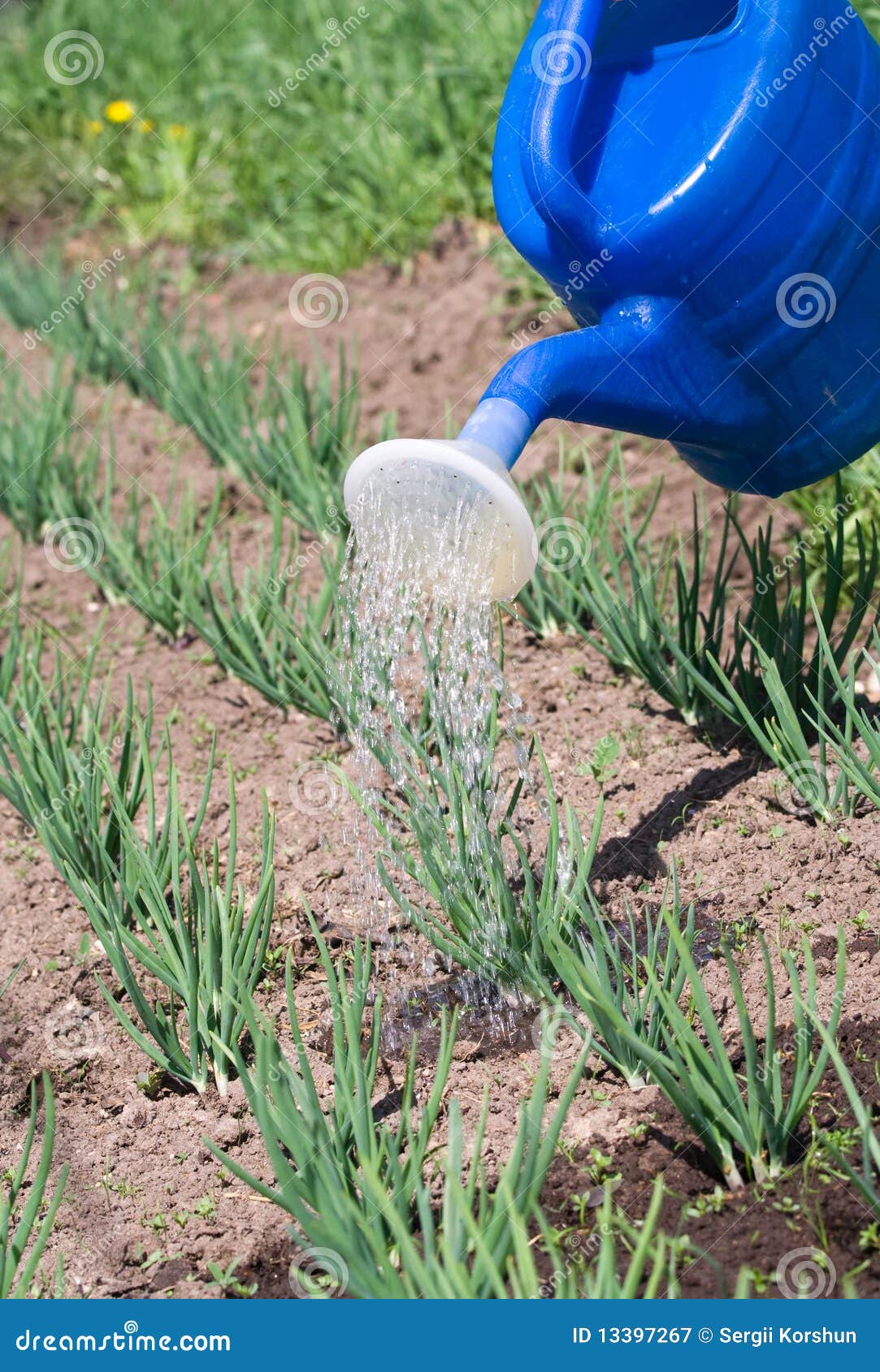 Sprouts of Spring Onion on the Vegetable Garden Stock Image - Image of ...
