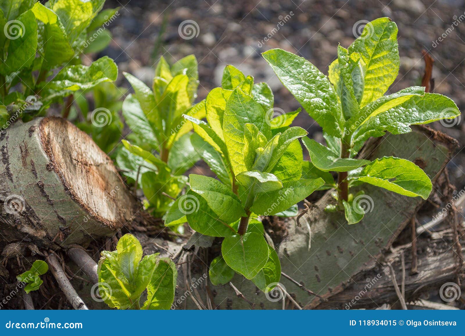 Sprouts on the stump stock image. Image of spring, wood - 118934015