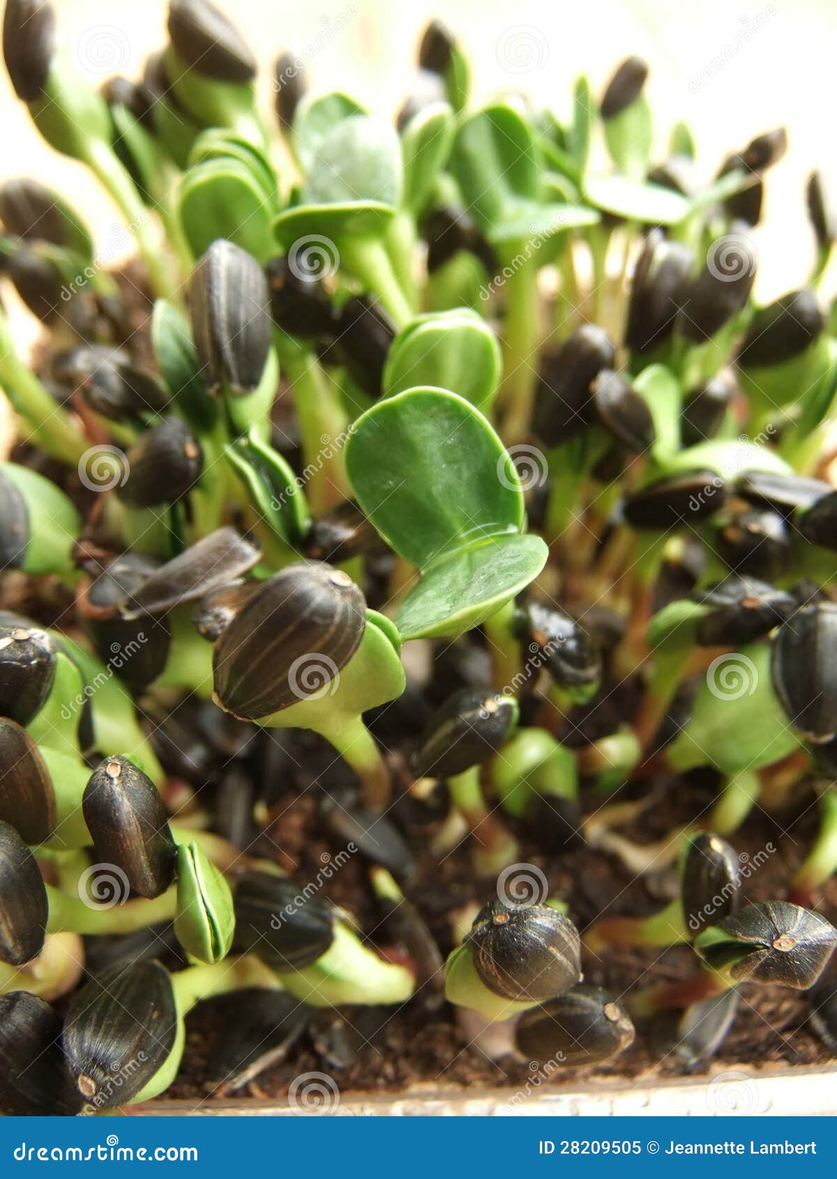 Sprouts from Sunflower Seeds Stock Image - Image of healthy, plant ...