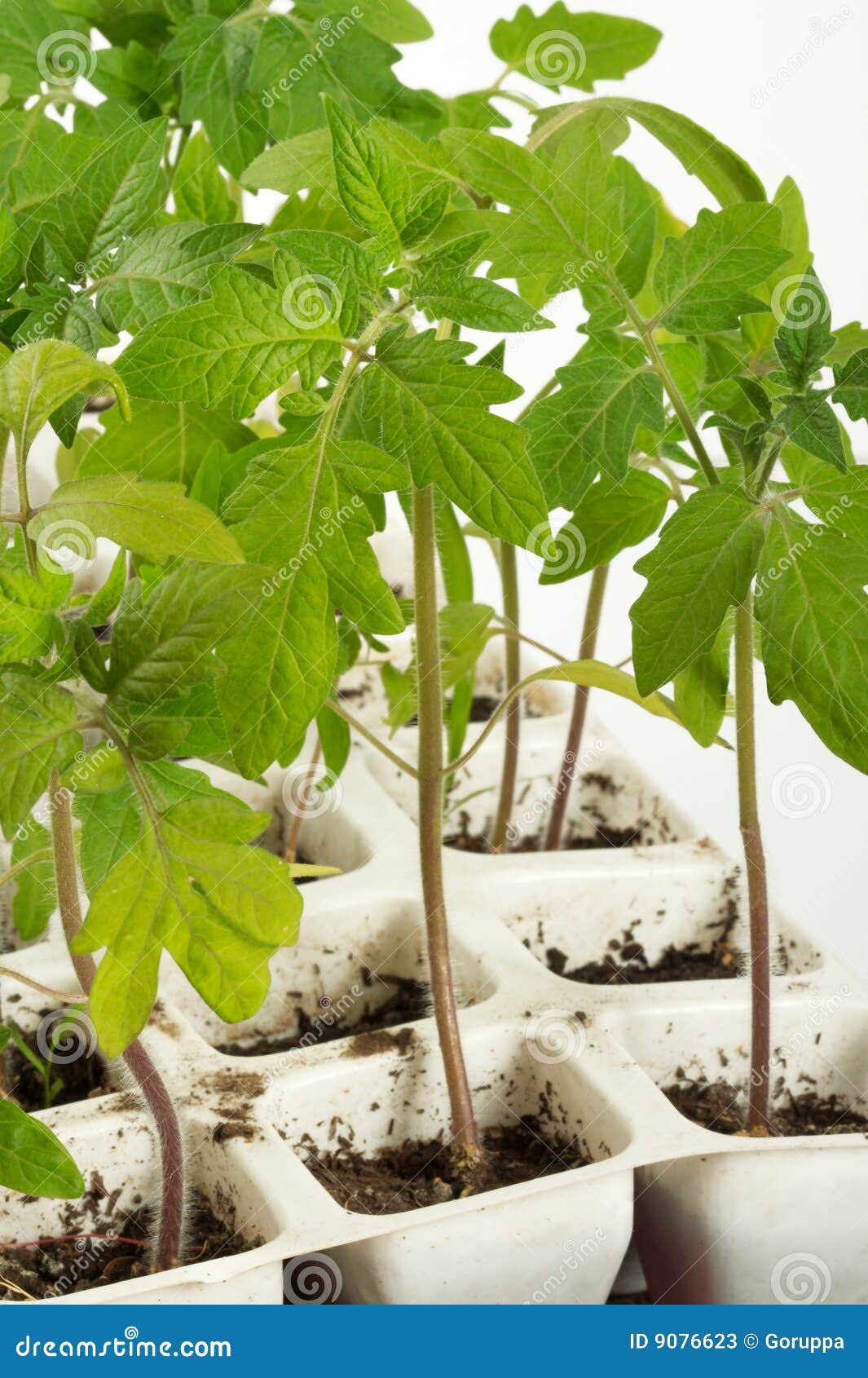 Sprouts of a tomato stock image. Image of nursery, nature - 9076623