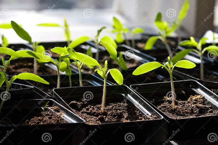 Sprouts of tomatoes stock image. Image of nature, kitchen - 23980651