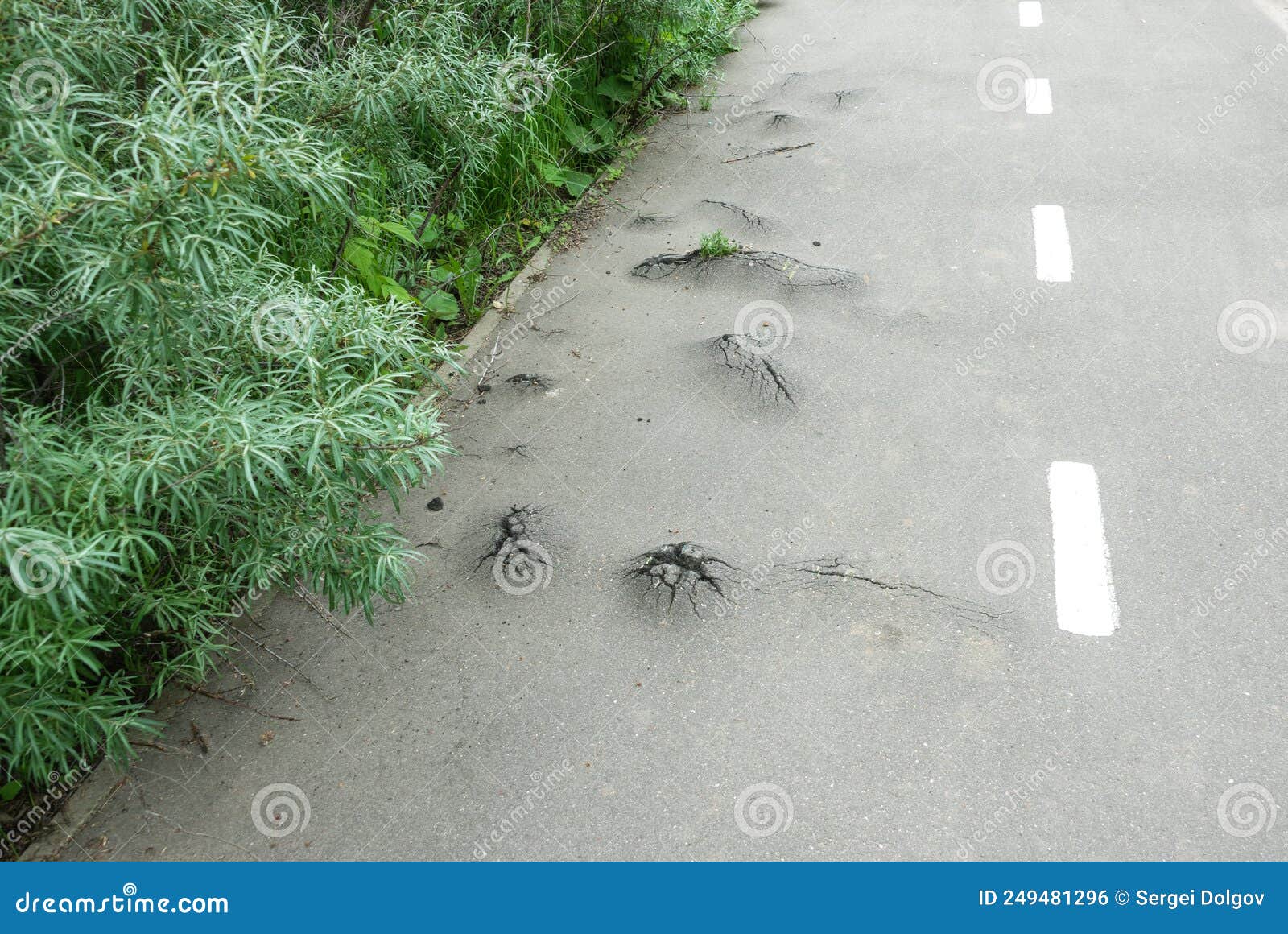 Sprouts from Tree Roots Break through the Asphalt. Stock Photo - Image ...