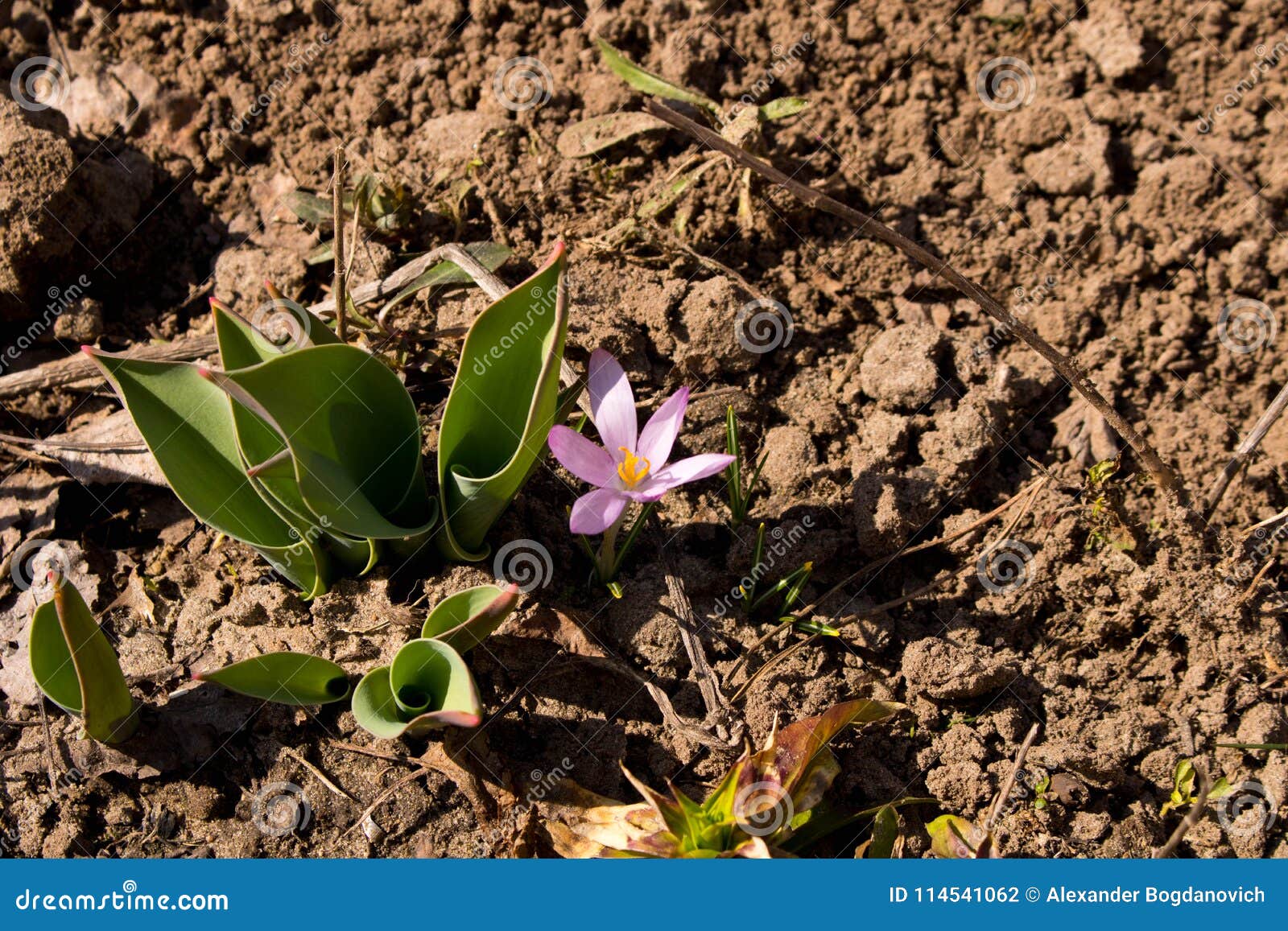 The Sprouts of Tulips and Crocus . the First Flowers of Spring Stock ...