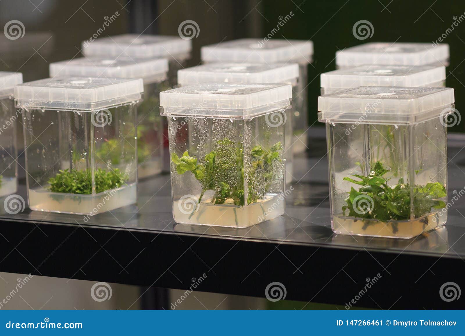 Sprouts of Various Plants Sprout in Containers Stock Image - Image of ...