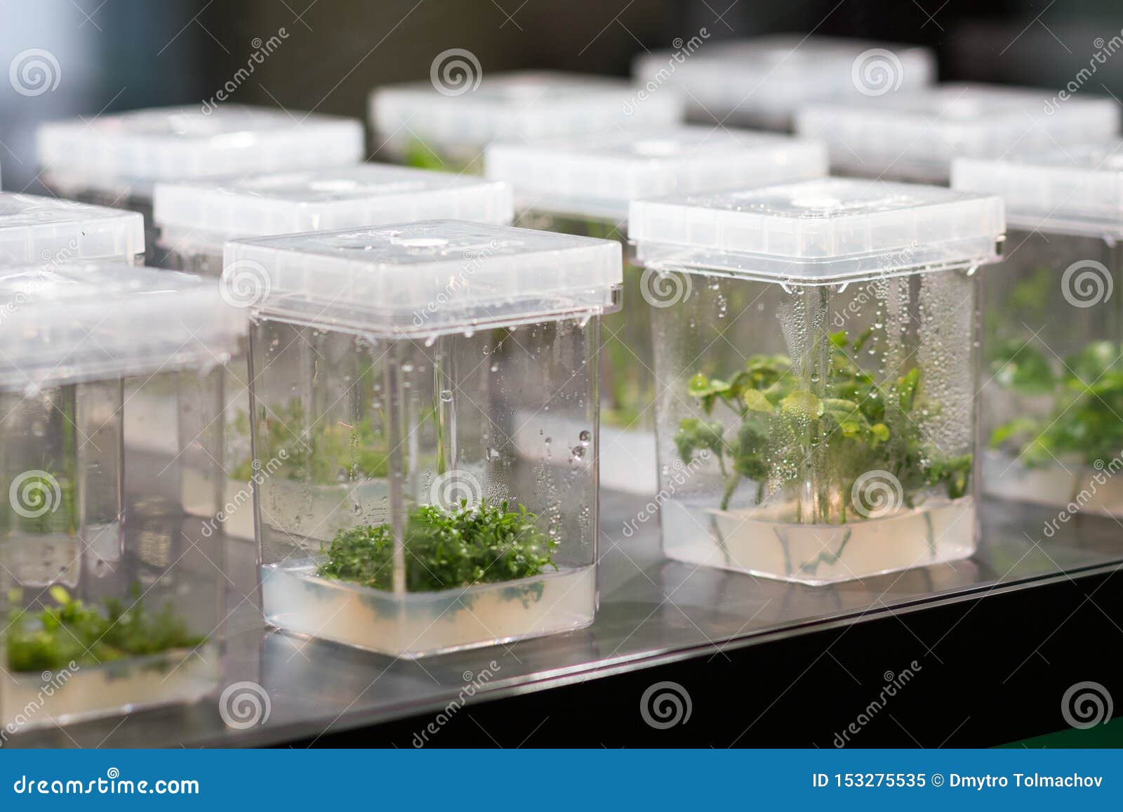 Sprouts of Various Plants Sprout in Containers Stock Image - Image of ...