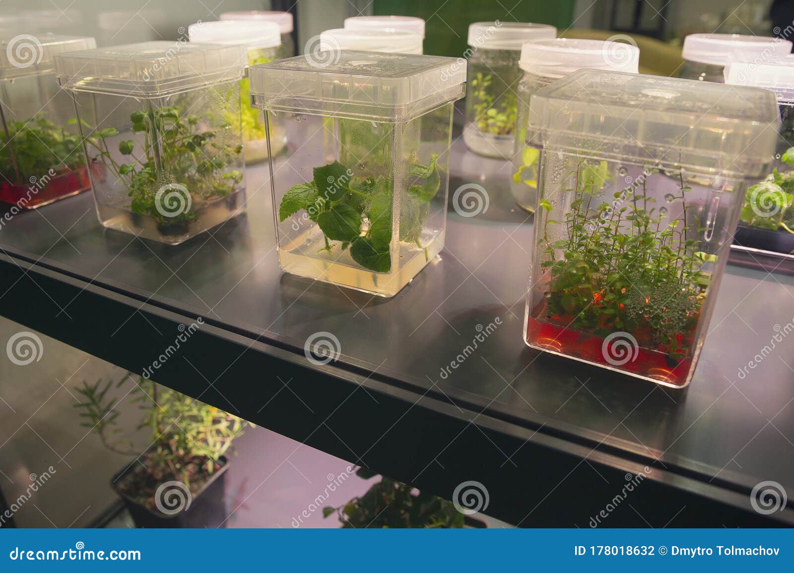Sprouts of Various Plants Sprout in Containers Stock Photo - Image of ...