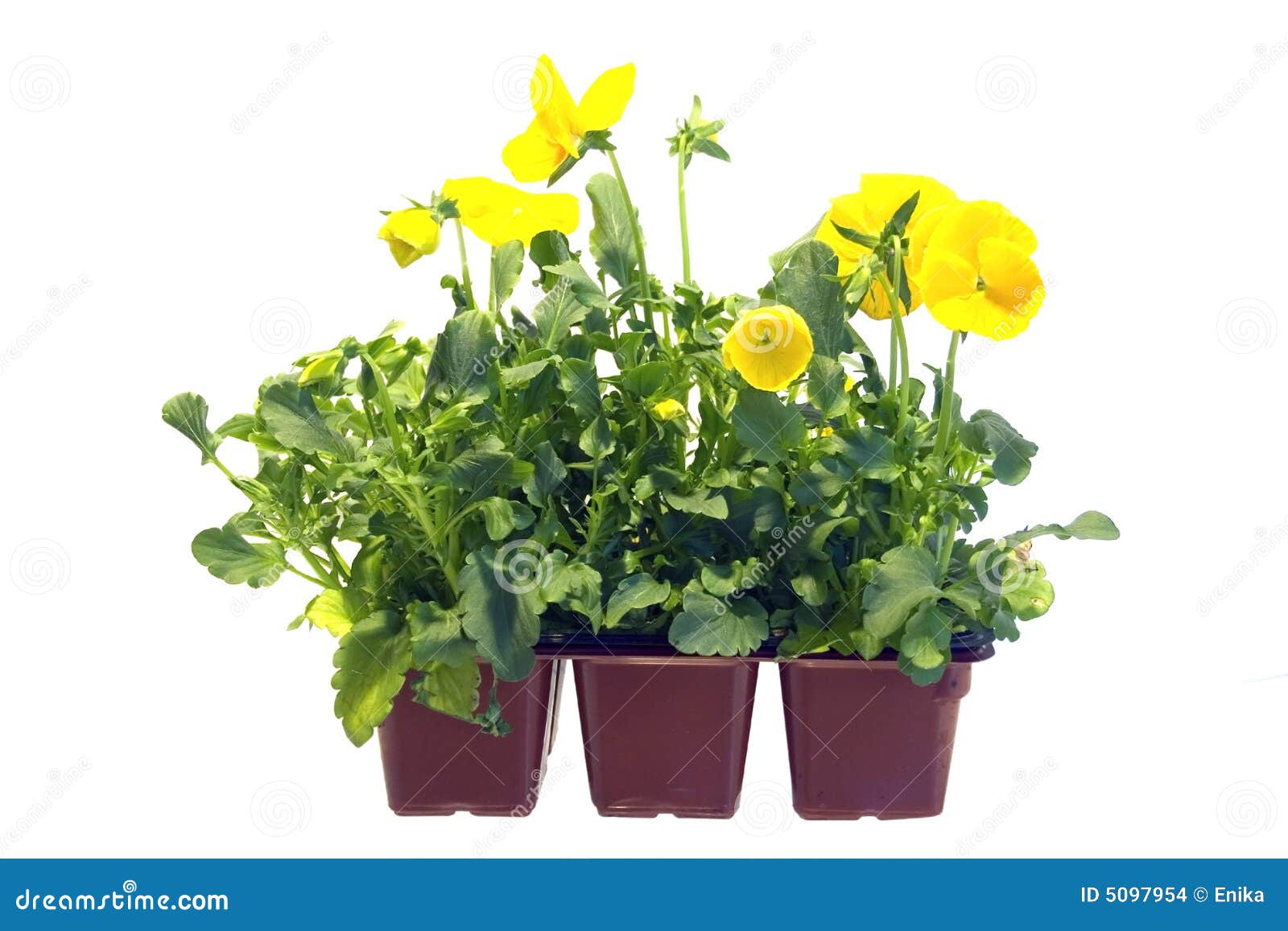 Sprouts of yellow pansy stock photo. Image of pansy, nature - 5097954