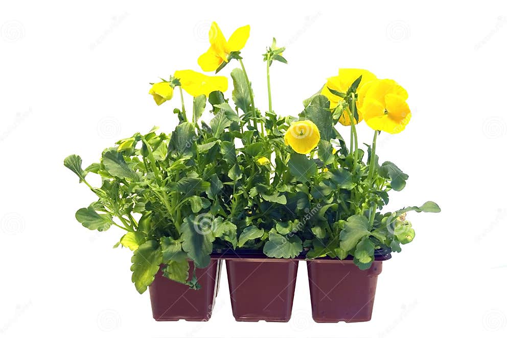 Sprouts of yellow pansy stock photo. Image of pansy, nature - 5097954