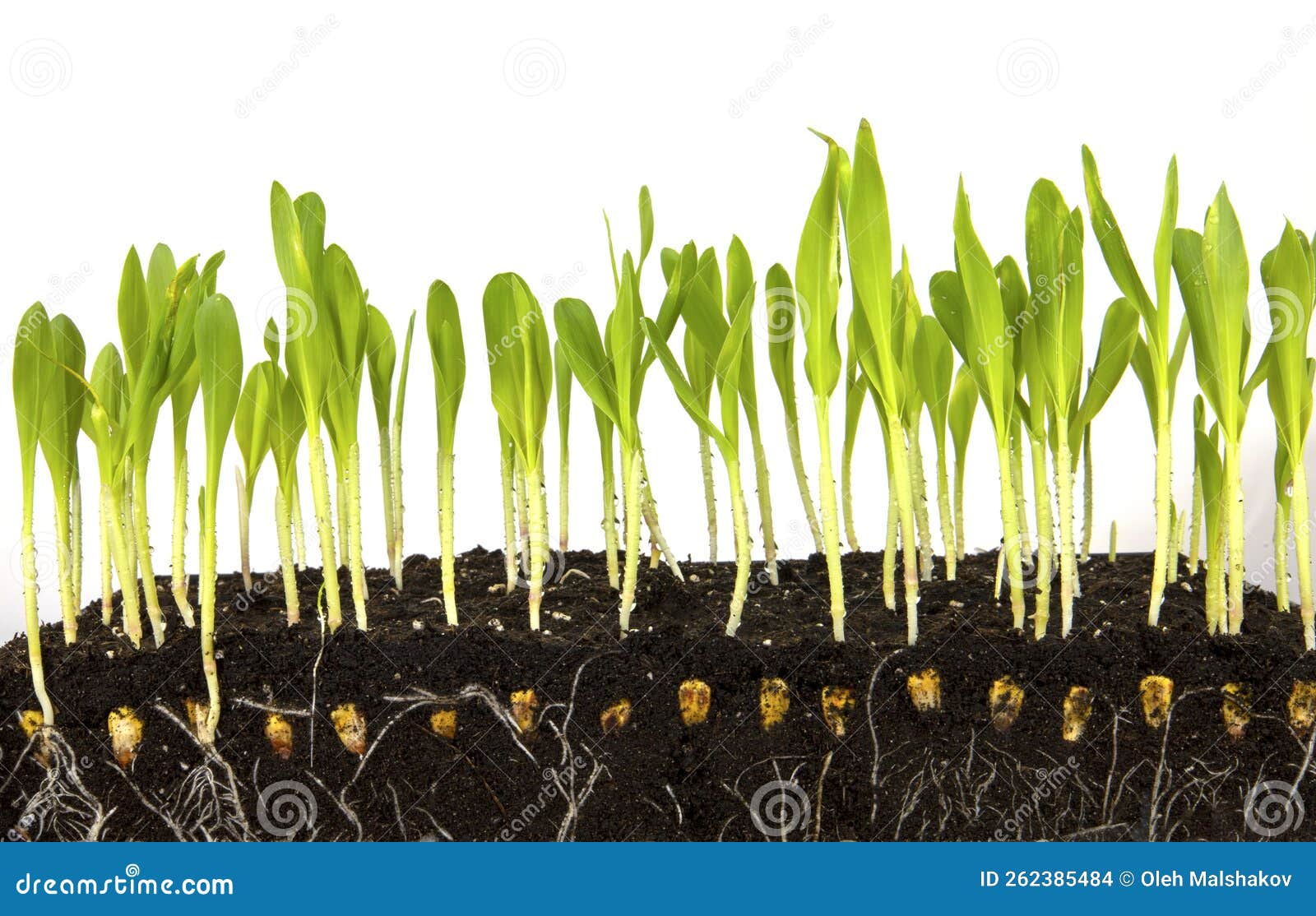 Sprouts of Young Corn with Roots. Plant Growth. Stock Photo - Image of ...