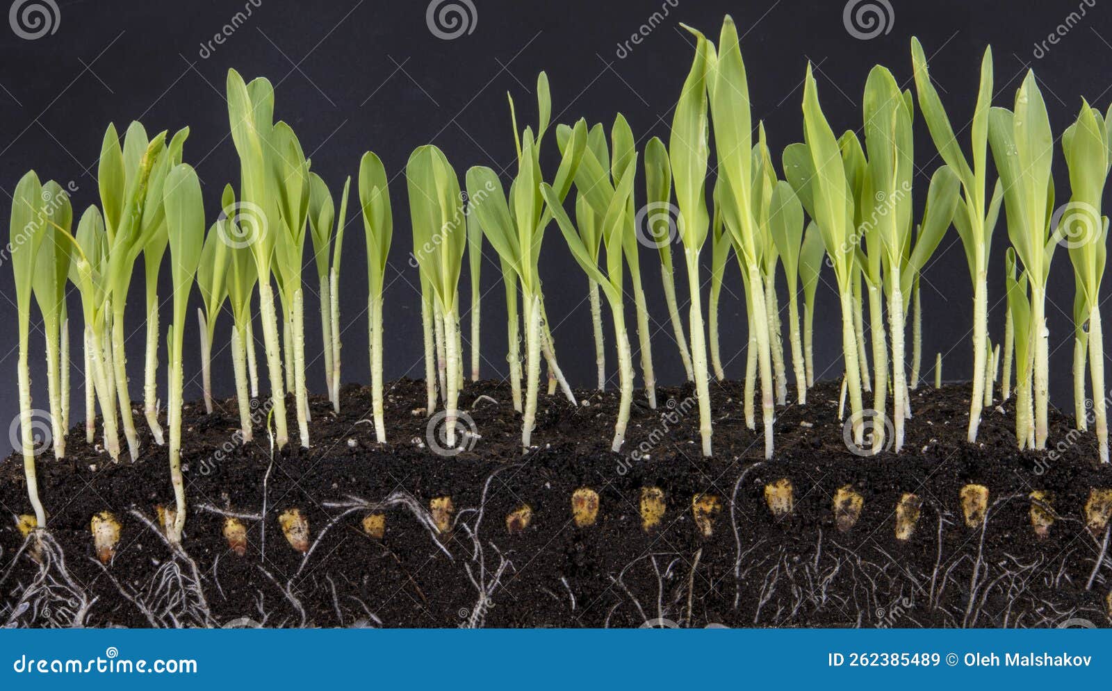 Sprouts of Young Corn with Roots. Plant Growth. Stock Image - Image of ...