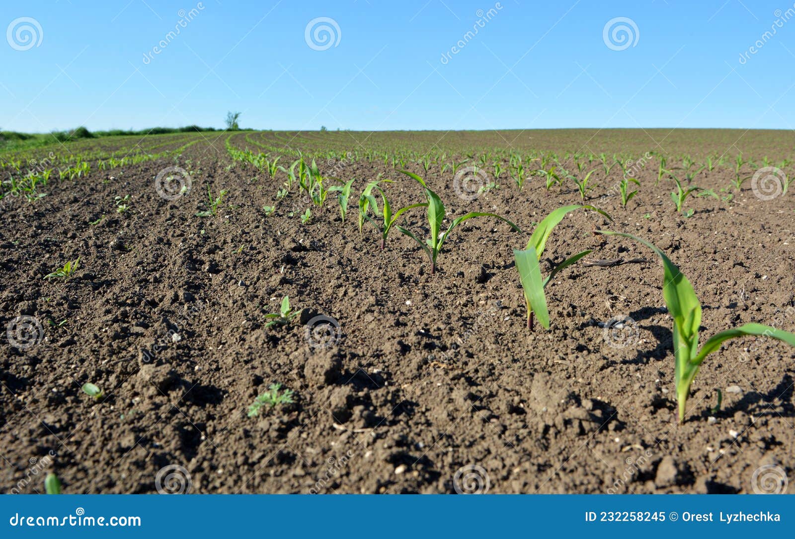 Sprouts of Young Corn Sprouted on the Farm Field Stock Image - Image of ...