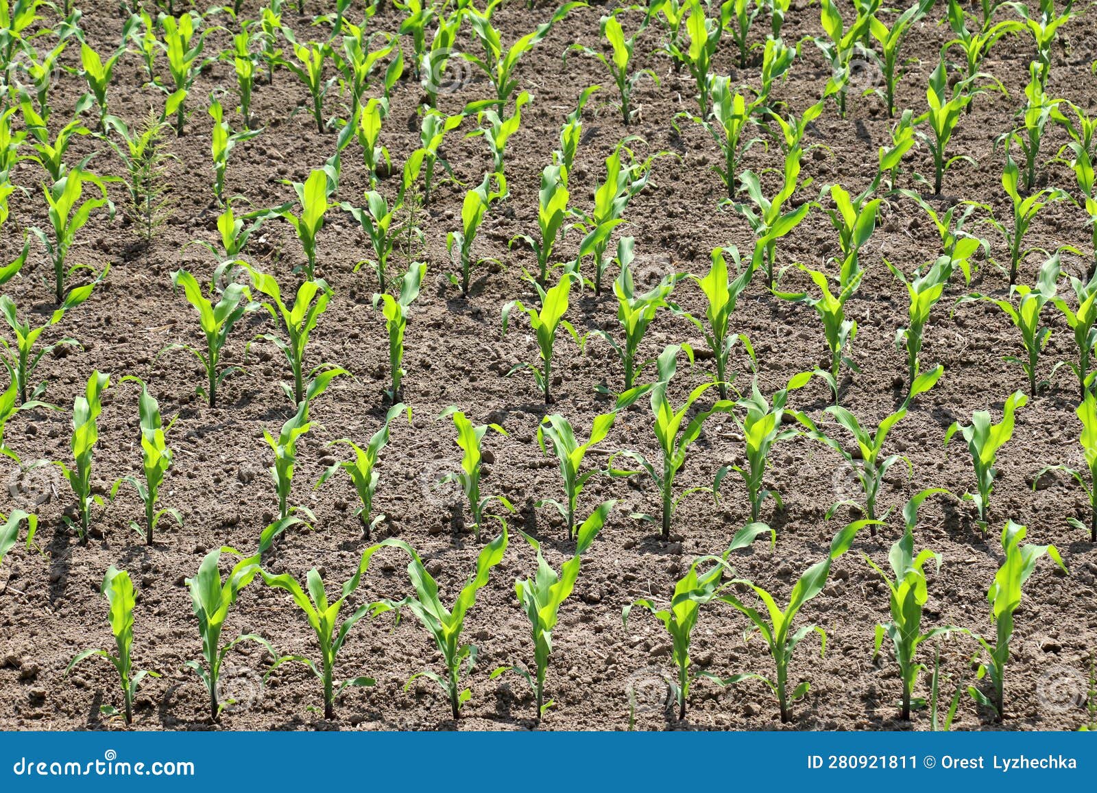 Sprouts of Young Corn Sprouted on the Farm Field Stock Image - Image of ...