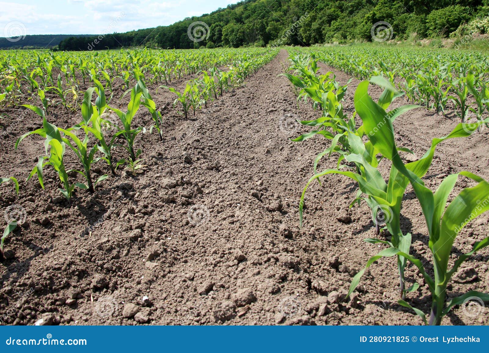 Sprouts of Young Corn Sprouted on the Farm Field Stock Image - Image of ...