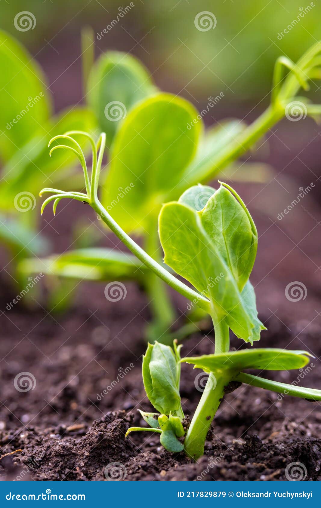 Sprouts of Young Peas in a Field in Rows Stock Image - Image of crop ...