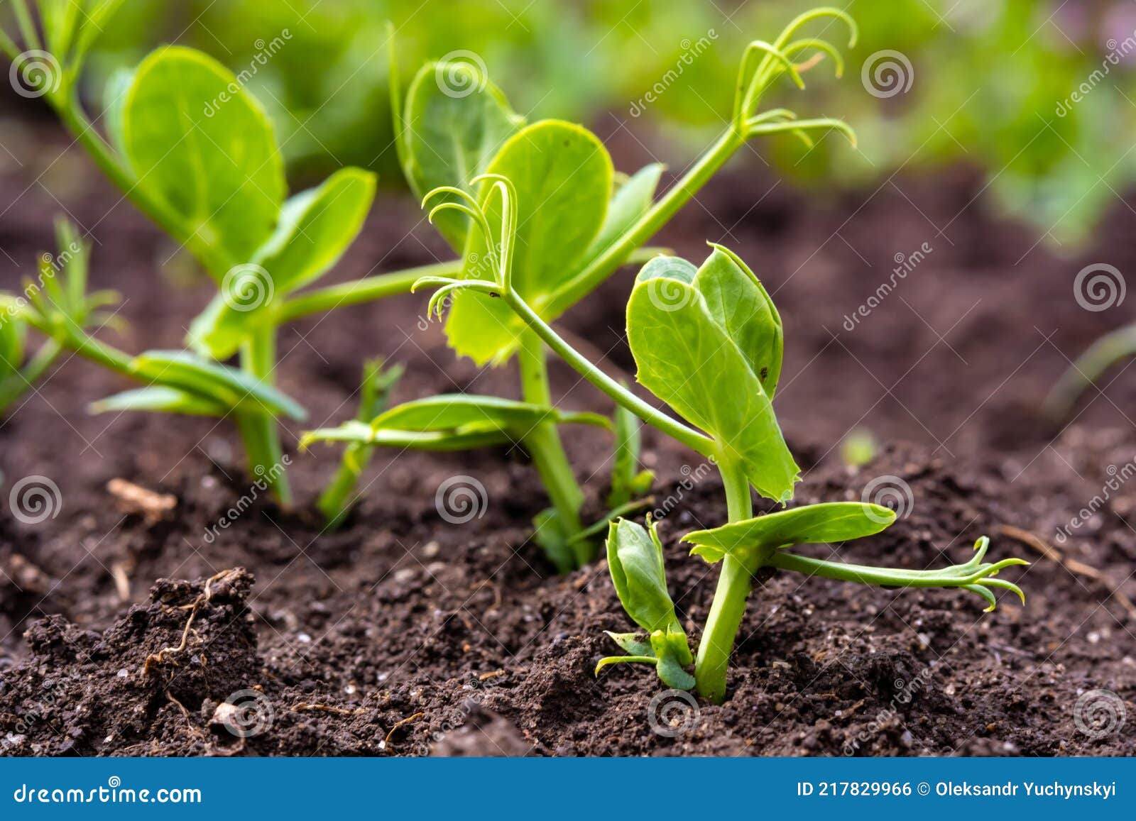 Sprouts of Young Peas in a Field in Rows Stock Photo - Image of healthy ...