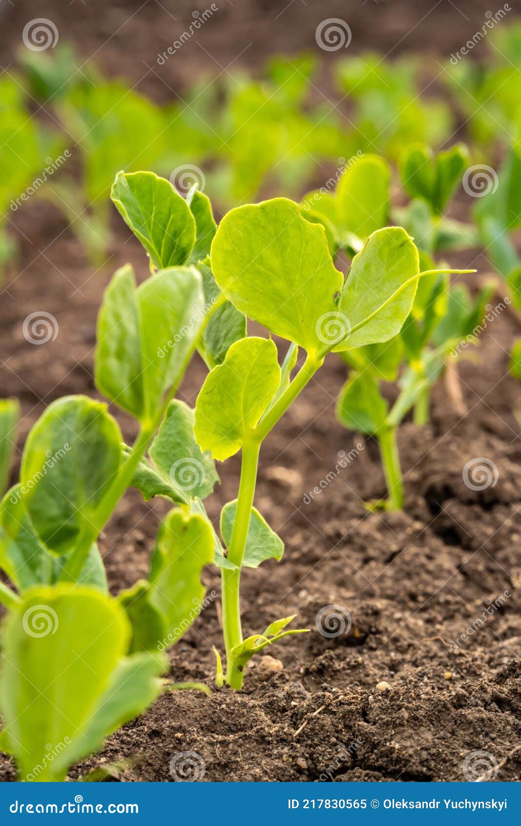 Sprouts of Young Peas in a Field in Rows Stock Image - Image of nature ...