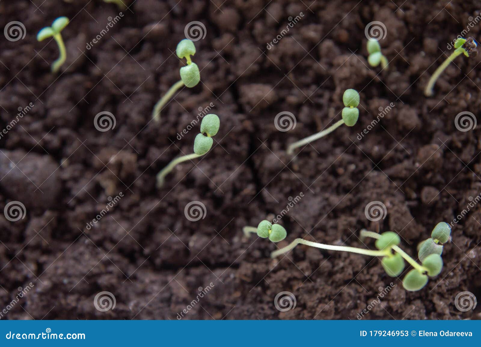 Rosemary Seedlings