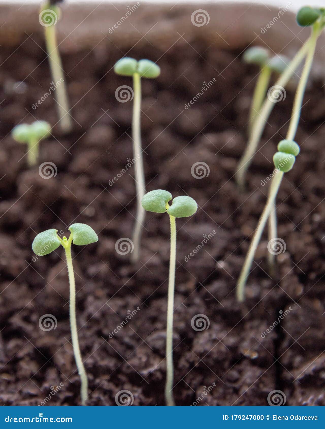 Sprouts of young rosemary stock photo. Image of agriculture - 179247000