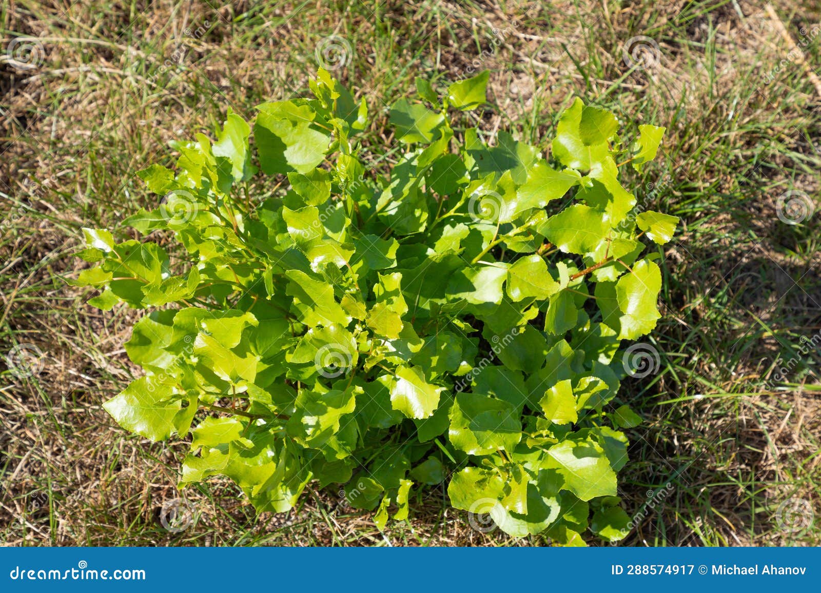Sprouts of Young Trees Grows on the Lawn. the Concept of Forest ...