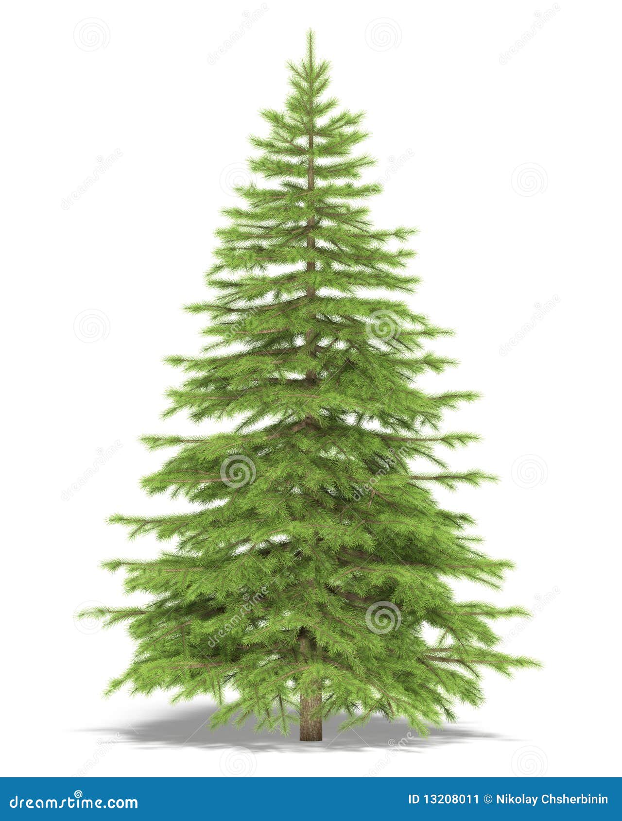 Spruce stock illustration. Illustration of three, isolated - 13208011