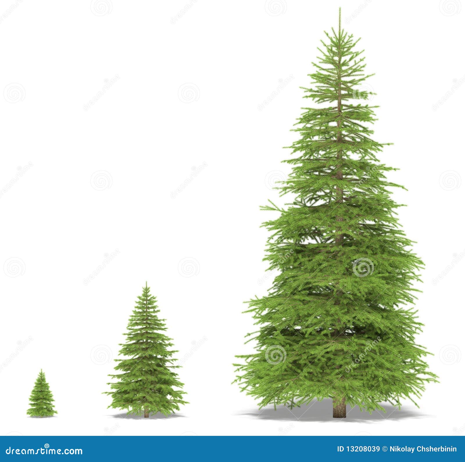 Spruce stock illustration. Illustration of plant, flora - 13208039