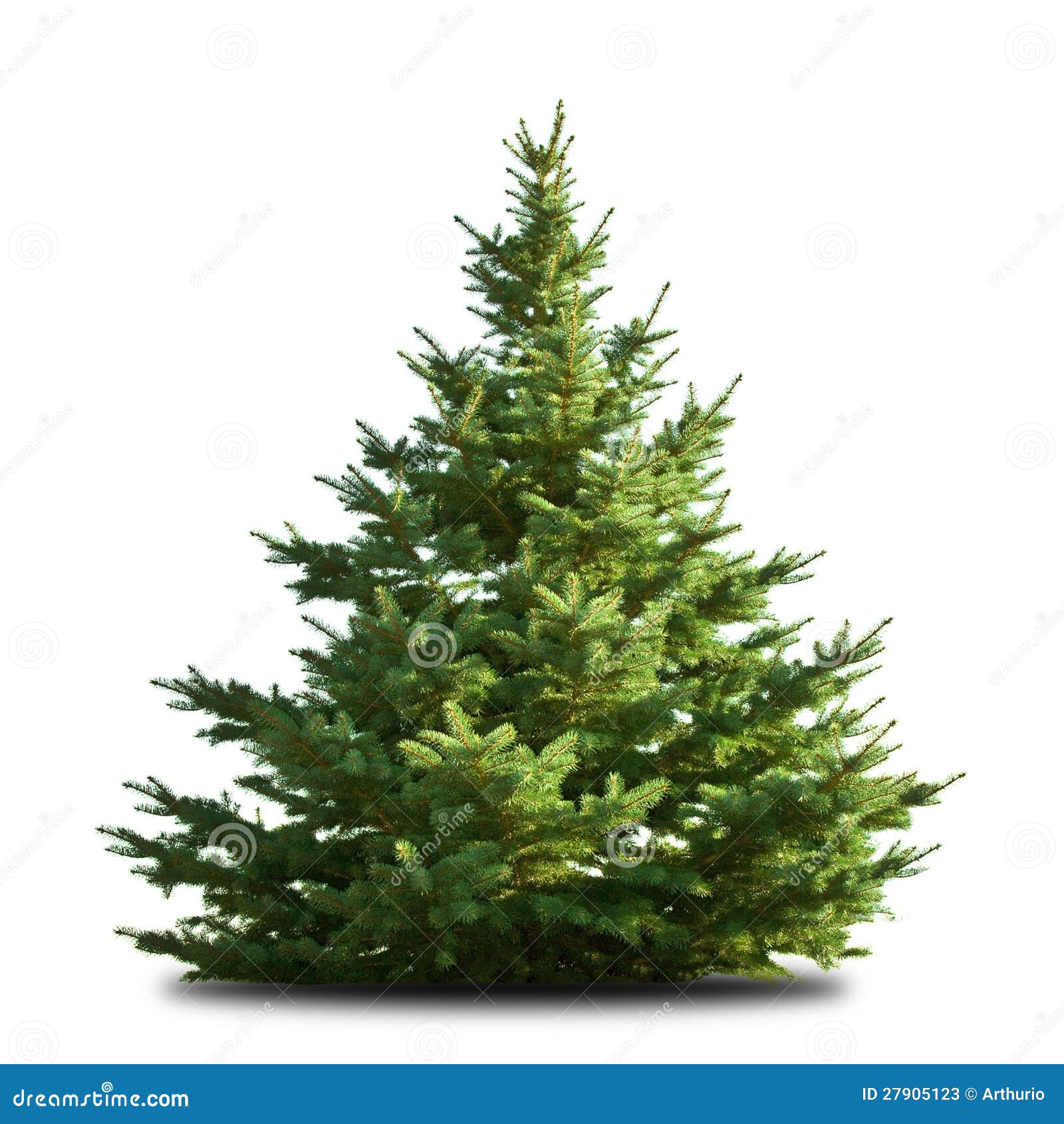 Spruce stock image. Image of plant, conifer, spruce, seasonal - 27905123