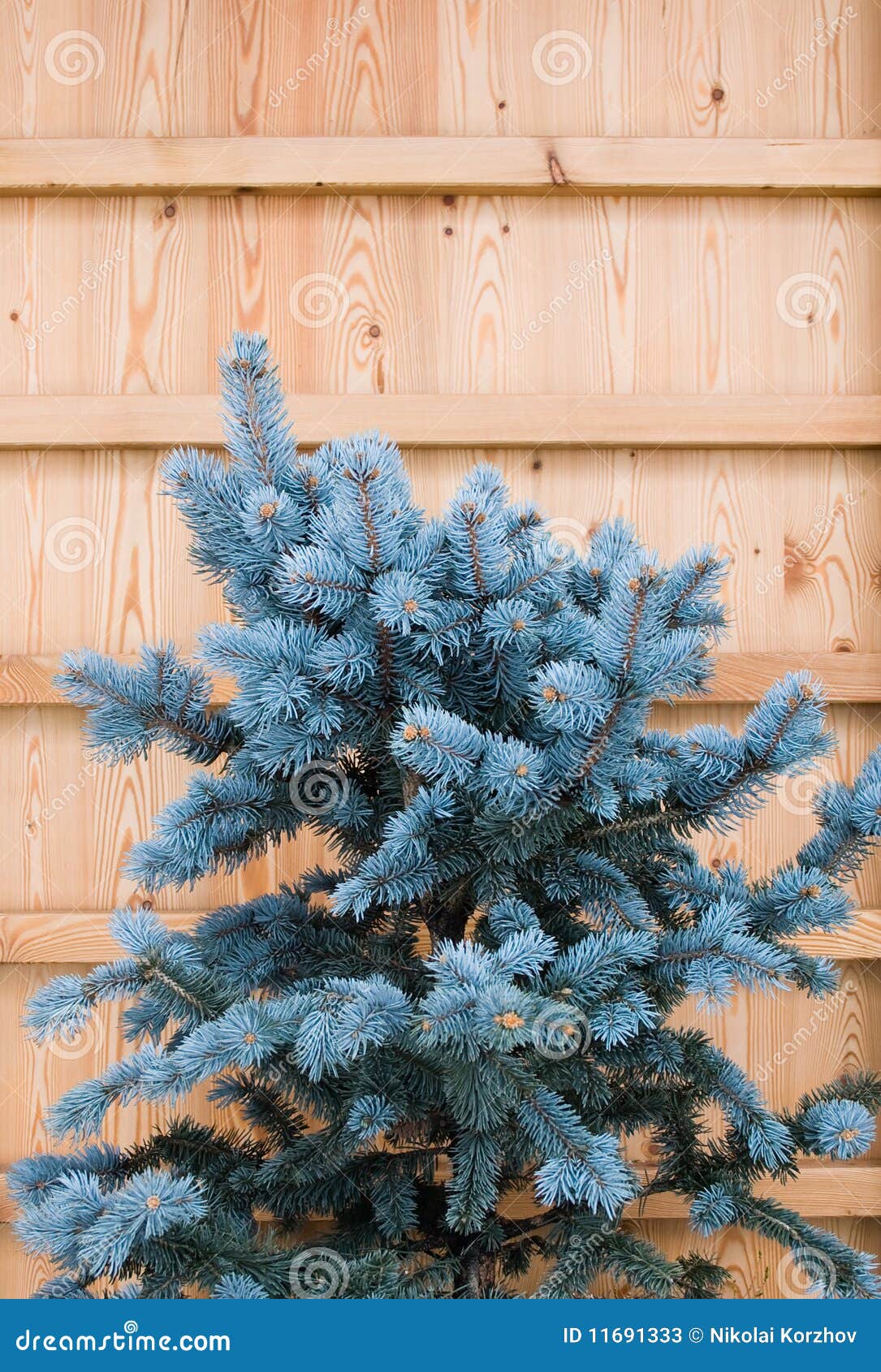 Spruce Against a Wooden Wall Stock Image - Image of building ...