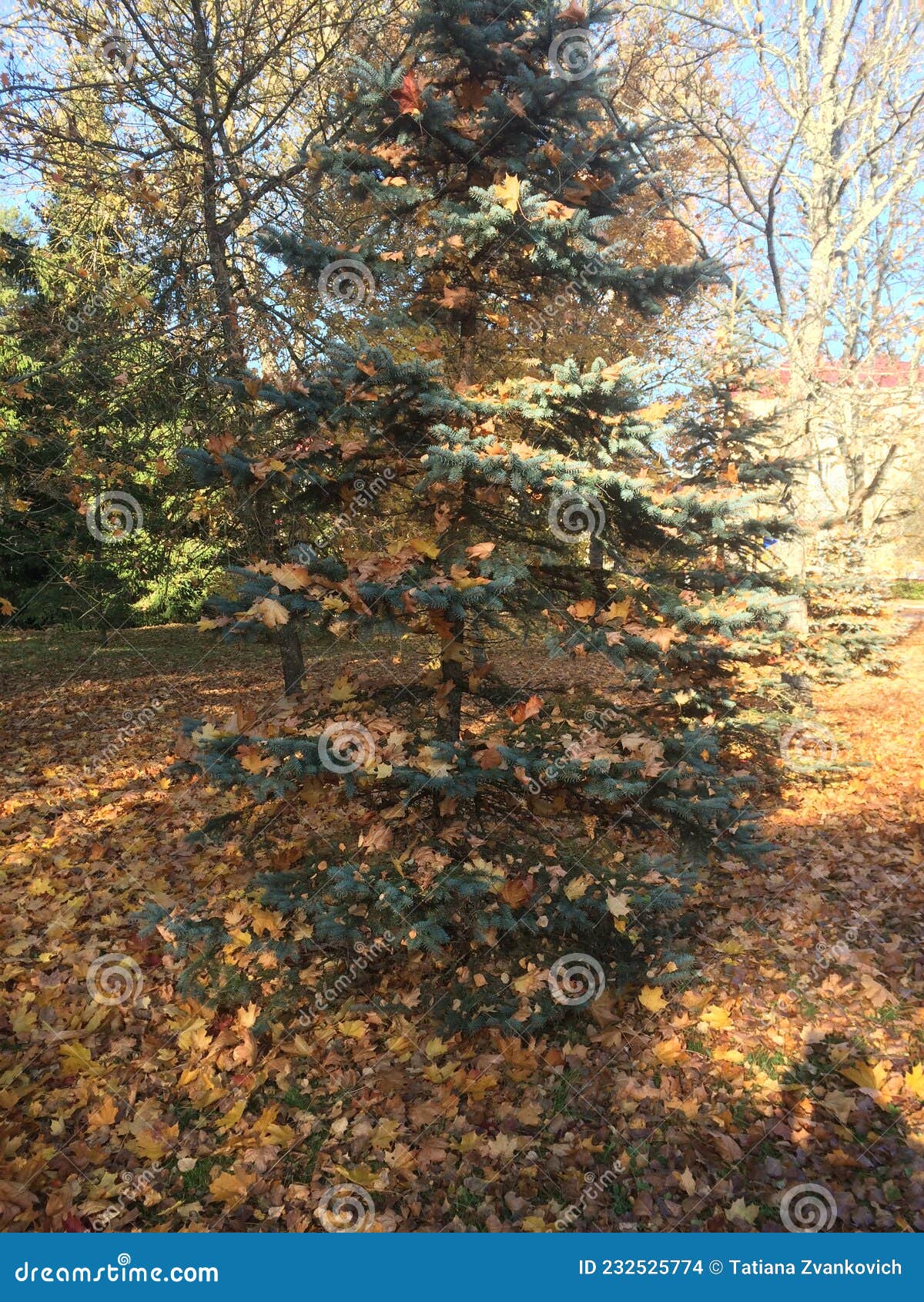 Spruce in Autumn during Leaf Fall Stock Photo - Image of leaf, leaves ...