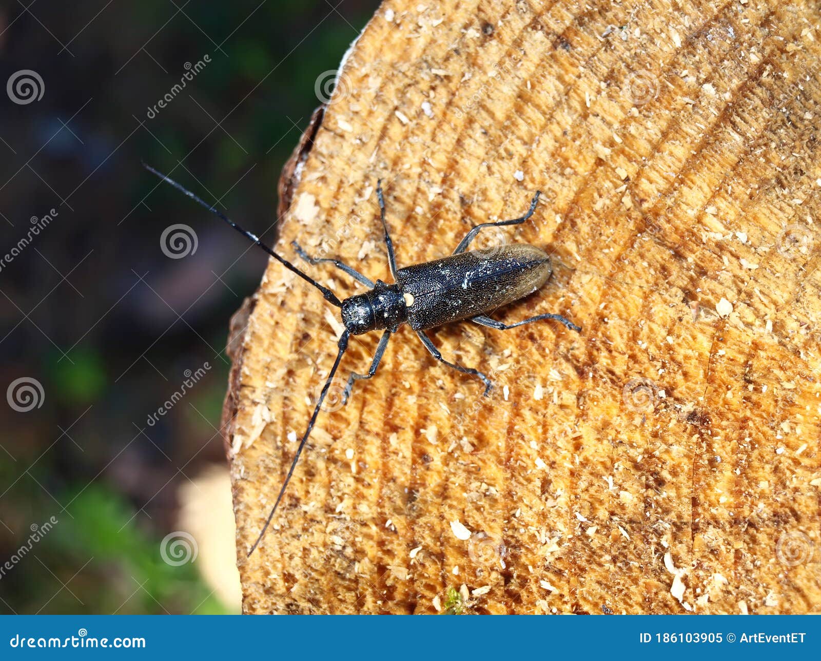 Spruce Barbel Beetle on a Tree Cut Stock Image - Image of lumberjack ...