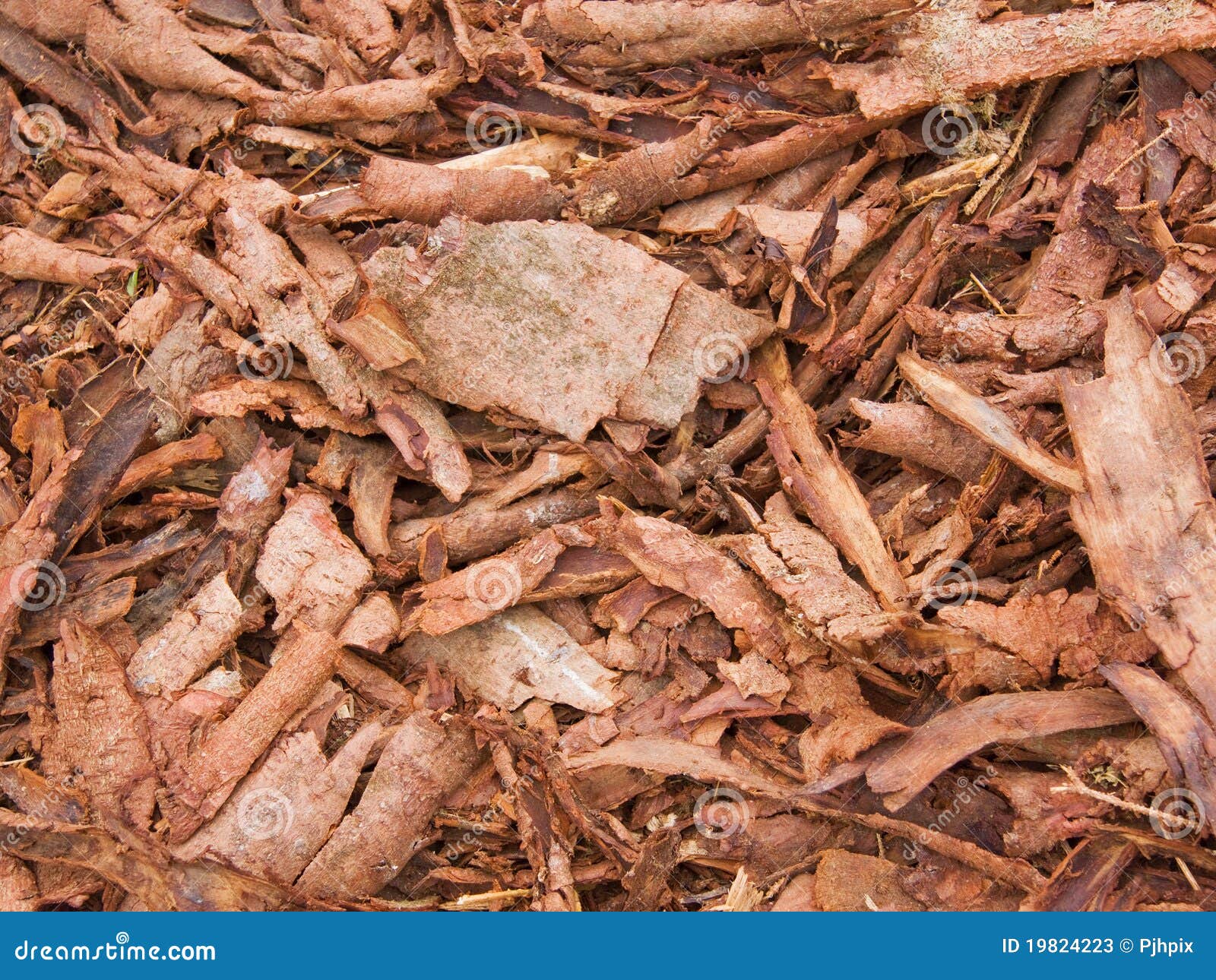 Spruce Bark stock image. Image of spruce, background - 19824223