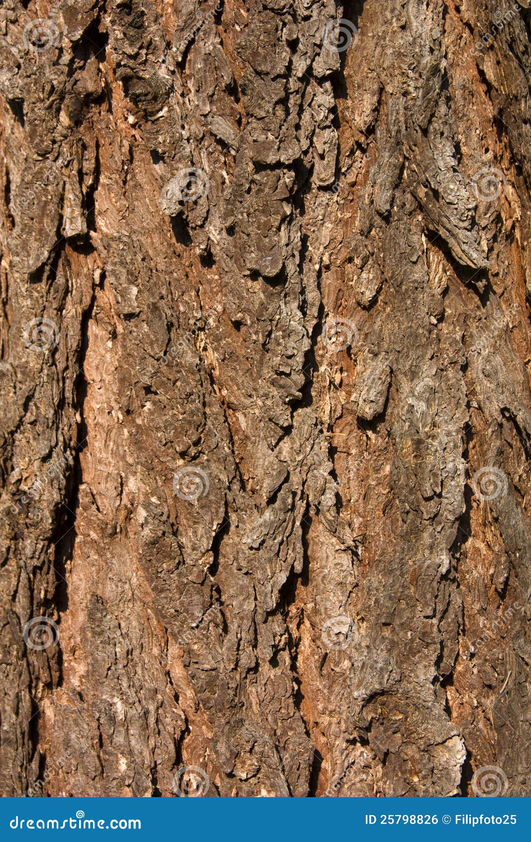 Spruce bark stock photo. Image of weathered, rough, spruce - 25798826